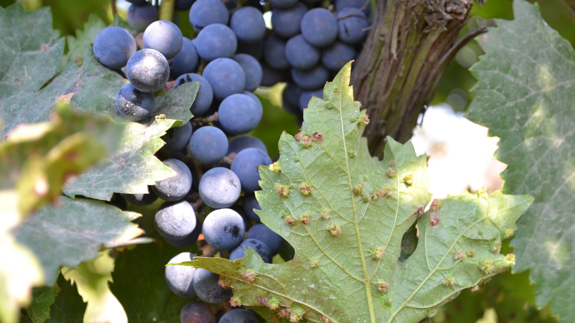 La fillossera della vite: storia e impatto sui vini | Callmewine