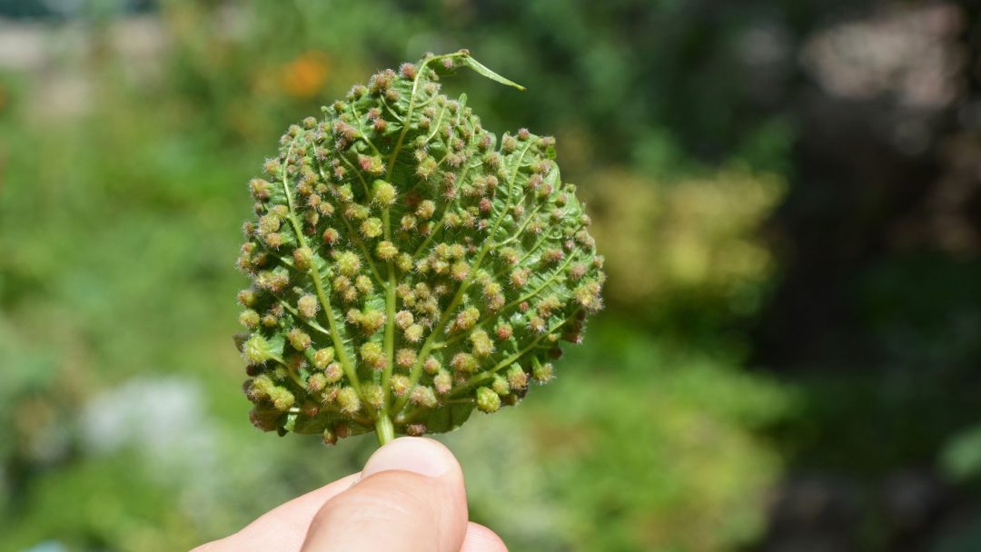 La fillossera della vite: storia e impatto sui vini | Callmewine