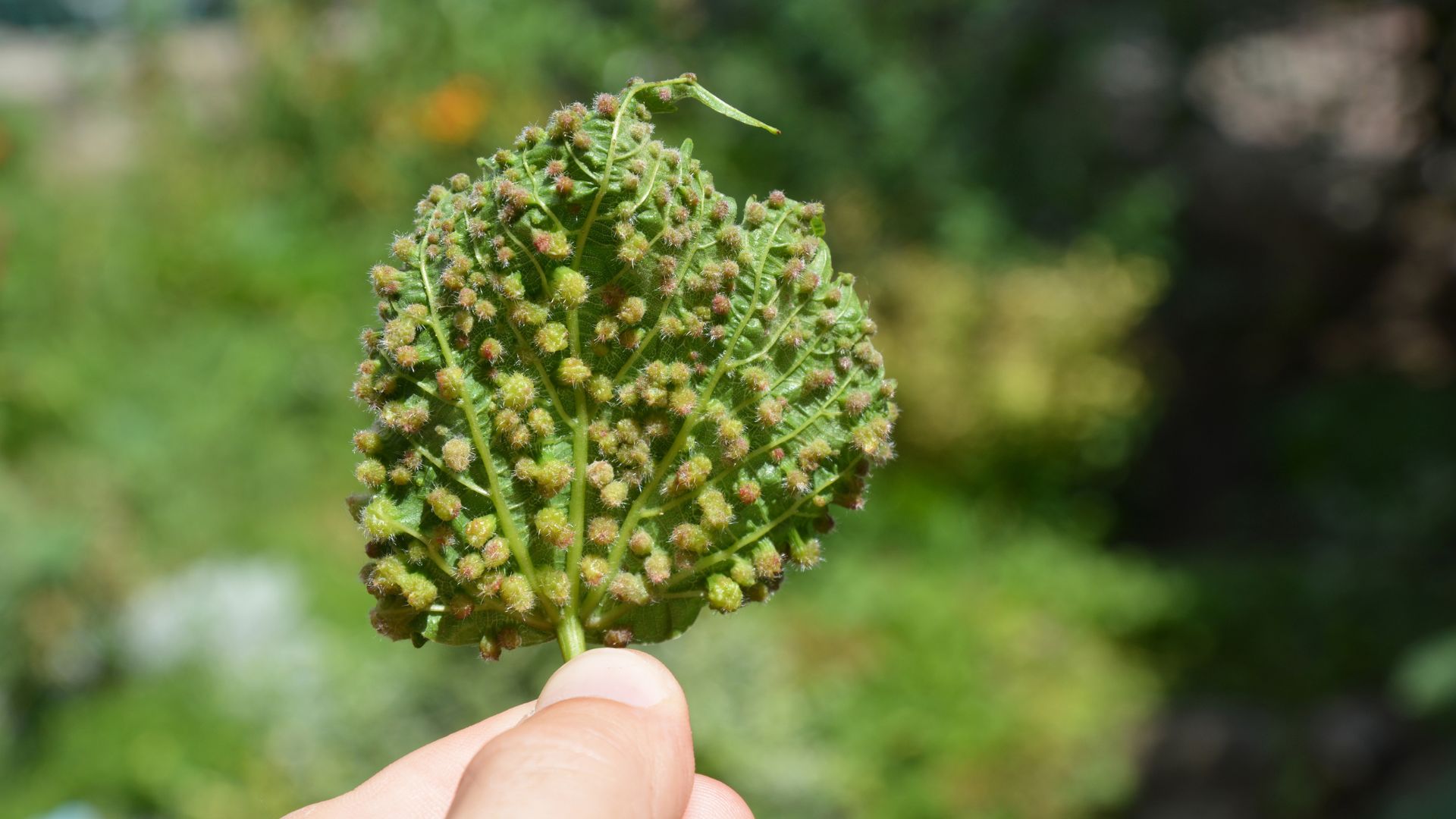La fillossera della vite: storia e impatto sui vini | Callmewine